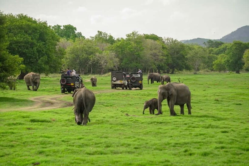 Sigiriya Lion Rock & Minneriya National Park Private Tour - Authenticity and Practical Tips