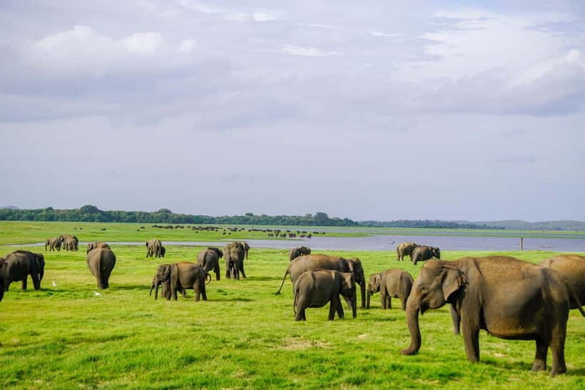 Sigiriya: Lion Rock & Minneriya Safari Full Day Private Tour - Exploring the Royal Gardens and Ruins