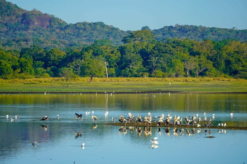 Sigiriya: Lion Rock & Minneriya Safari Full Day Private Tour - Practical Details That Matter