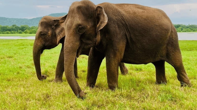 Sigiriya: Lion Rock & Minneriya Safari Full Day Private Tour - FAQ