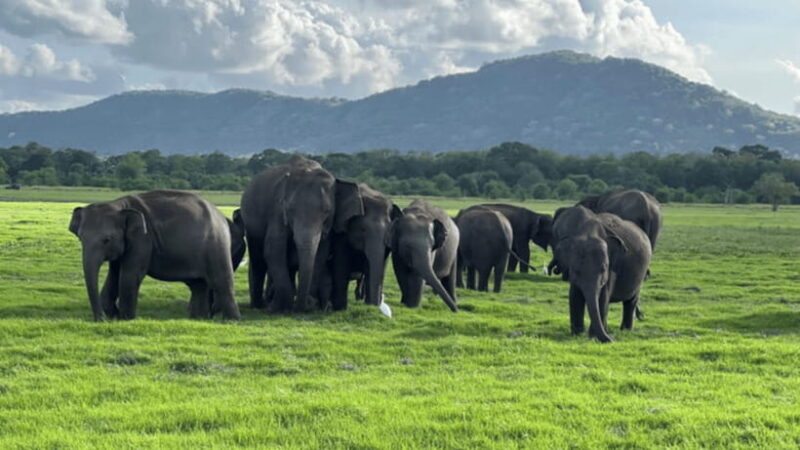 Sigiriya & Minneriya Elephant full day tour - The Sum Up