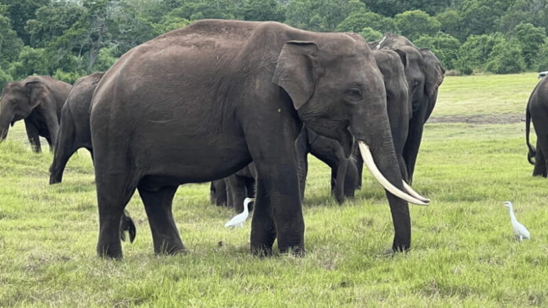 Sigiriya & Minneriya Elephant full day tour - FAQ