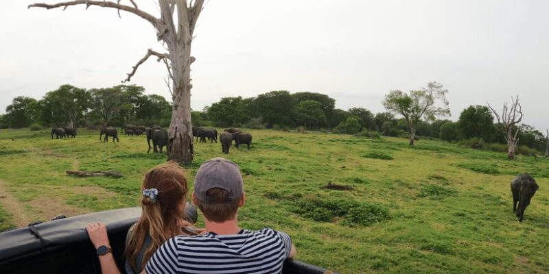 Sigiriya: Minneriya National Park Half Day Safari - Sigiriya: Minneriya National Park Half Day Safari — A Close Look at Sri Lanka’s Elephant Spectacle
