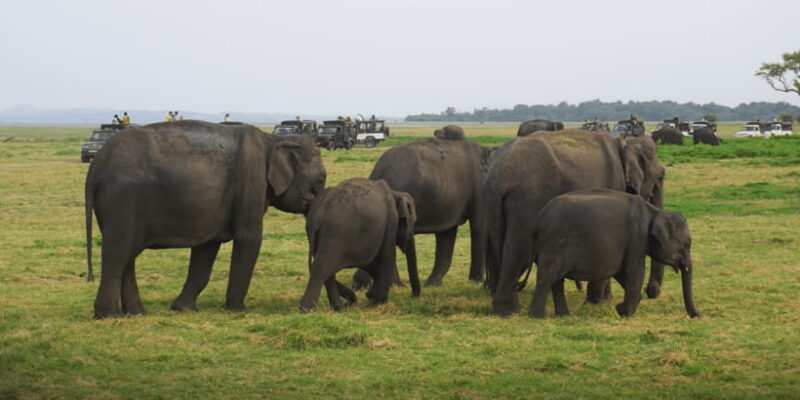 Sigiriya: Minneriya National Park Half Day Safari - What Makes This Tour Stand Out