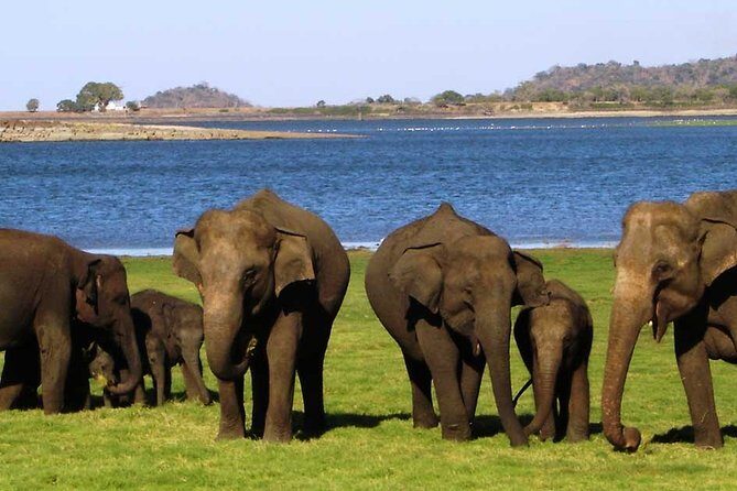 Sigiriya & Minneriya Safari Tour from Dambulla - The Itinerary: A Deeper Look