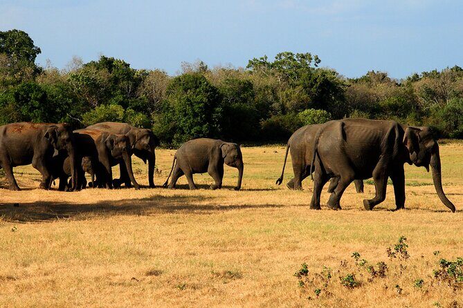 Sigiriya & Minneriya Safari Tour from Dambulla - Who Will Love This Tour?