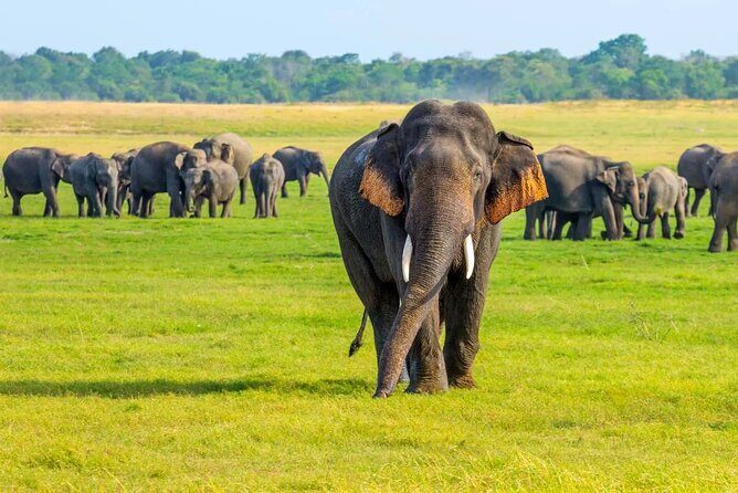 Sigiriya & Minneriya Safari Tour from Dambulla - FAQs