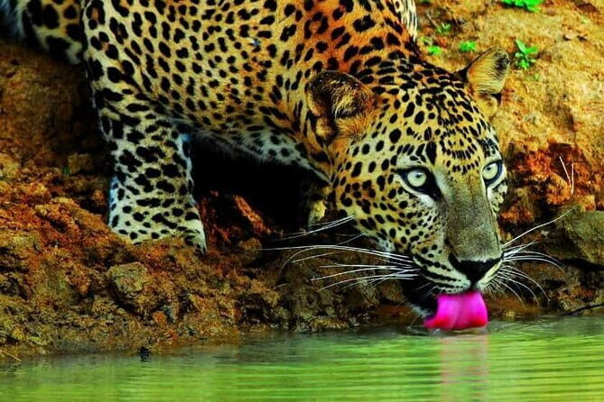 Sigiriya & Minneriya Safari Tour from Habarana - Who Will Love This Tour?