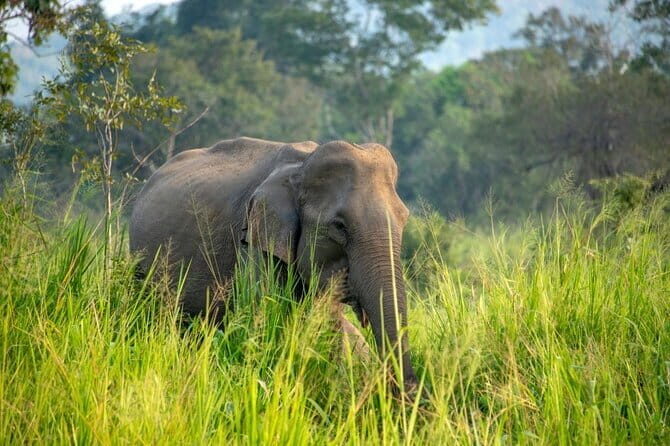 Sigiriya & Minneriya Safari Tour from Wadduwa - The Sum Up
