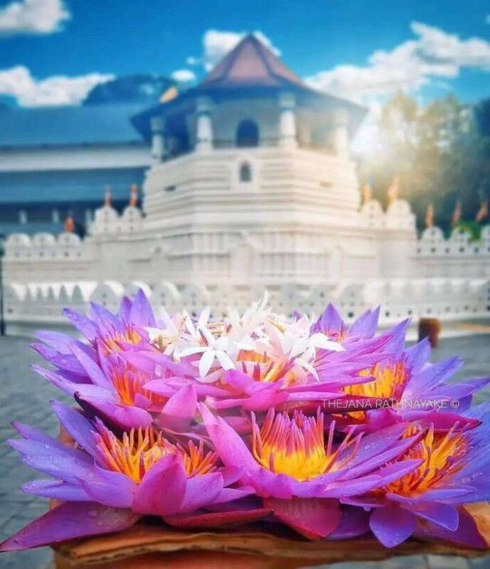 Sigiriya: Private Kandy Transfer: Visit Dambulla Cave Temple - Who Will Benefit from This Tour?