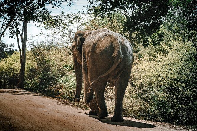 Sigiriya Rock and Wild Elephant Safari from Kandy - FAQ