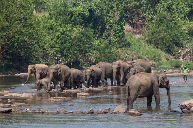 Sigiriya Rock and Wild Elephant Safari from Negombo - A Full Breakdown of the Tour Experience