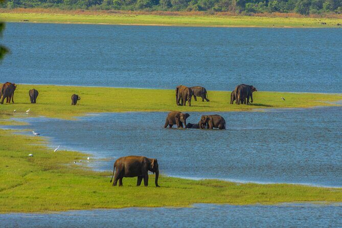Sigiriya Rock and Wild Elephant Safari from Polonnaruwa - A Closer Look at the Itinerary and What to Expect