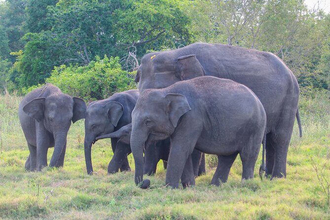 Sigiriya Rock and Wild Elephant Safari from Polonnaruwa - FAQ