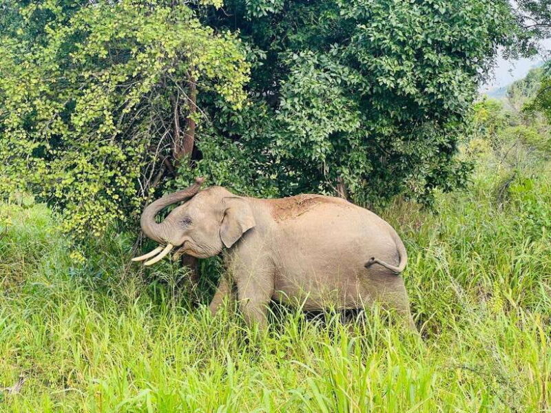 Sigiriya Rock , Dambulla Cave Temple Day Tour from Kandy - Key Points