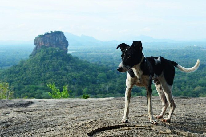 Sigiriya Rock Fortress All Inclusive Day Tour From Polonnaruwa - Practical Details and Considerations