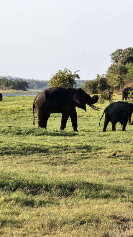 Sigirya's Wildlife Experience - Key Points