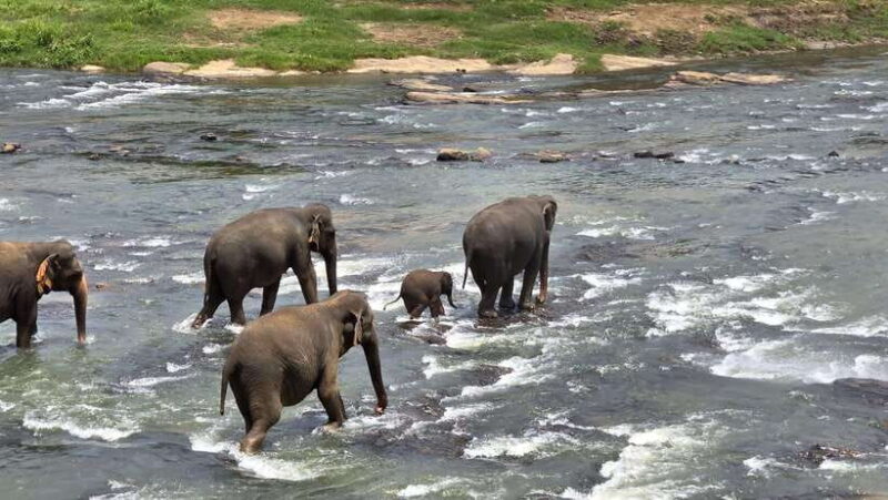 Sigirya's Wildlife Experience - Pinnawala Elephant Orphanage: The First Encounter