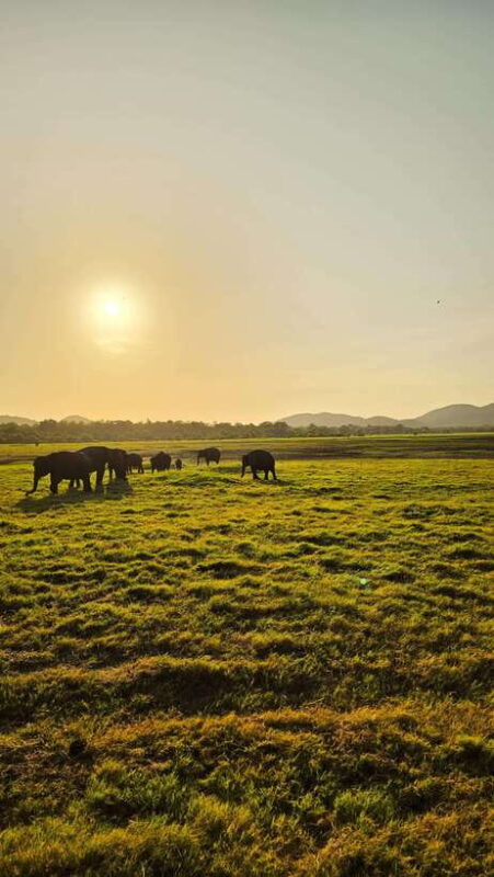 Sigirya's Wildlife Experience - The Exclusive Elephant Encounter Near Sigiriya