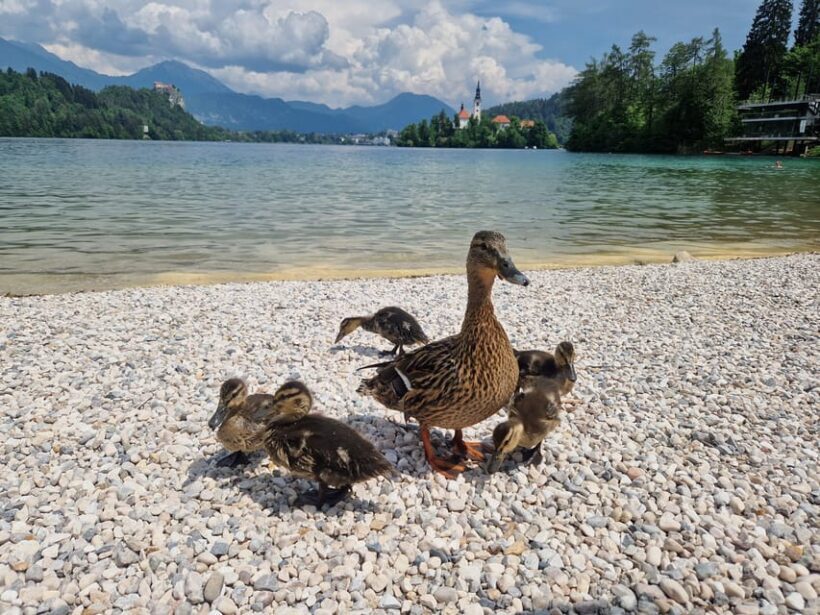 Sigismundi Luxury Adventures Breathtaking Bled All Inclusive - The Pletna Boat Cruise & Bled Island