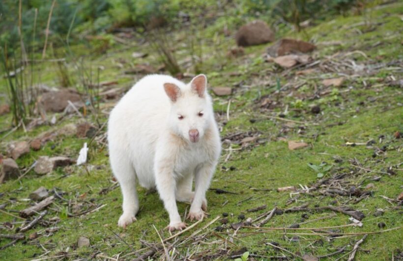 Signature Bruny Island Tour - Hobart & SE Tasmania - FAQs