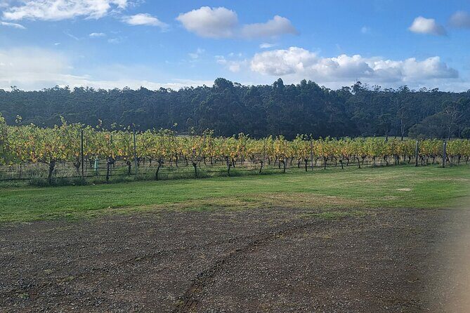 Signature Wine Tour - Hobart & SE Tasmania - What Past Travelers Say