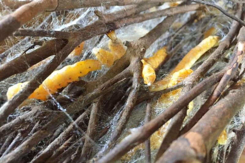 Silk Island Cruise and Tours with English Speaking Guide - The Practicalities: What’s Included and What’s Not