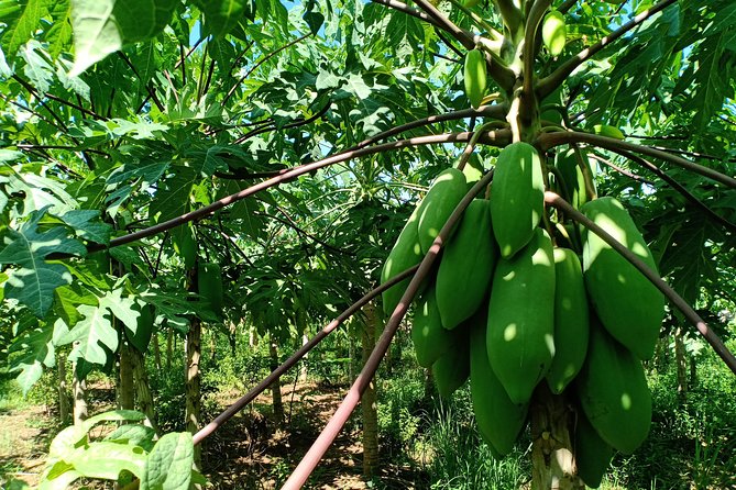 Silk Island Cycling Adventure & lunch with locals - What Makes This Tour Stand Out?