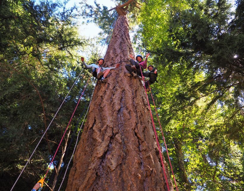 Silver Falls: Old-Growth Tree Climbing Adventure - An Adventure in an Old-Growth Forest