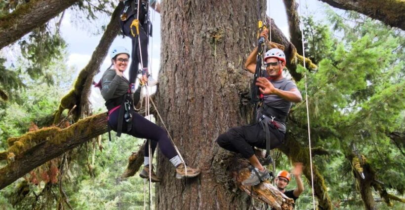 Silver Falls: Old-Growth Tree Climbing Adventure - What the Experience Entails