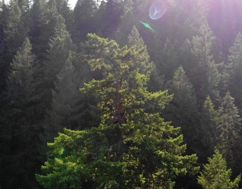 Silver Falls: Old-Growth Tree Climbing Adventure - Who Will Love This Tour?