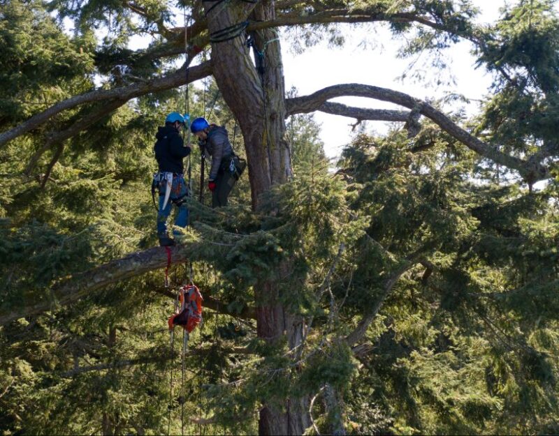 Silver Falls: Old-Growth Tree Climbing Adventure - FAQ