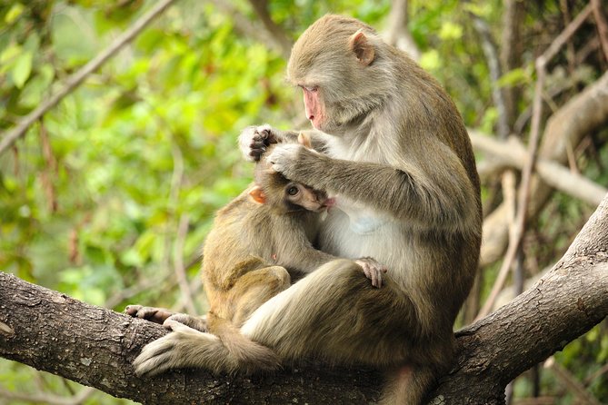 Silver Leaf Monkeys and Firefly Tour with Boat Ride and Seafood Dinner - FAQs