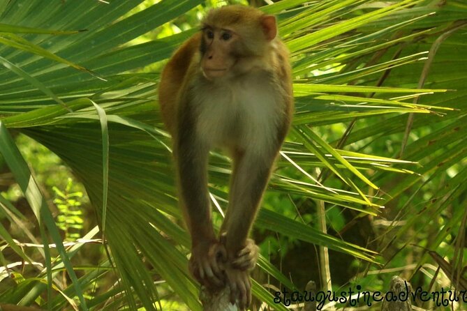 Silver Springs Clear Kayak Manatee & Monkey Adventures - Equipment and Capacity