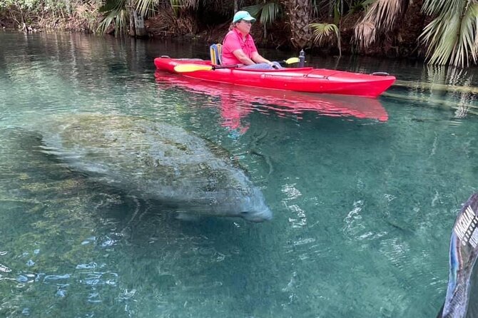 Silver Springs Clear Kayak Manatee & Monkey Adventures - Wildlife Sightings