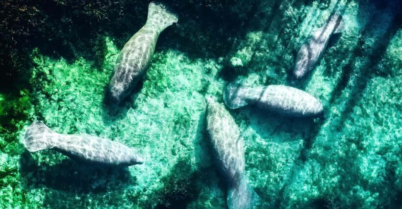 Silver Springs: Clear Kayak Manatee Season Tour - Who Is This Tour Best For?