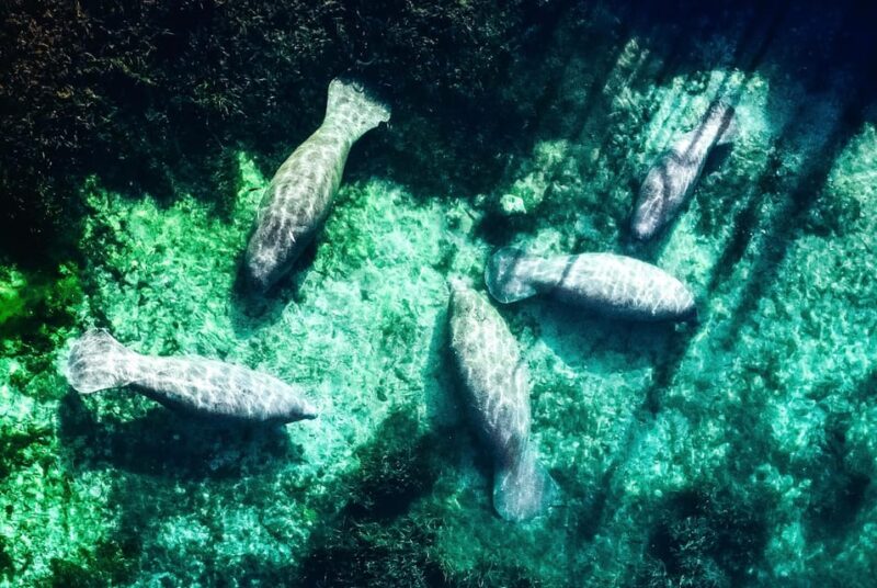 Silver Springs: Clear Kayak Manatee Season Tour - Who Should Consider This Tour?