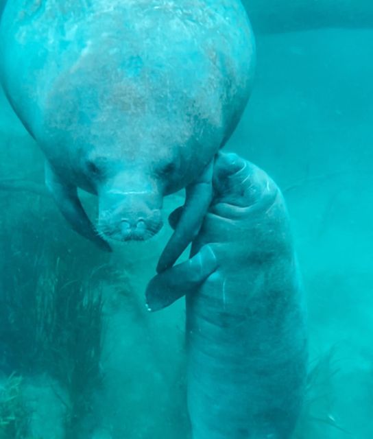 Silver Springs: Glass Bottom Kayak and Wildlife Tour - The Sum Up