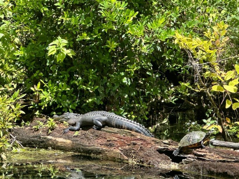 Silver Springs: Guided Clear Kayak or Paddleboard Gator Tour - Who Will Love This Experience?