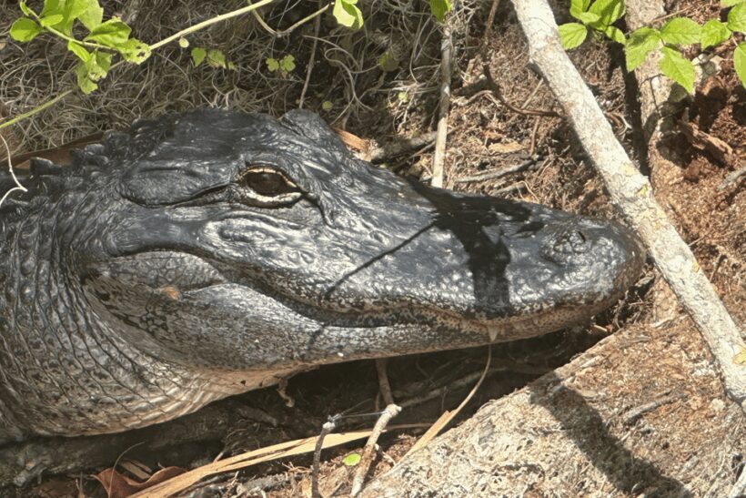 Silver Springs: Guided Clear Kayak or Paddleboard Gator Tour - Final Thoughts