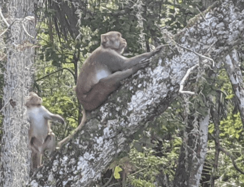 Silver Springs: Guided Clear Kayak or Paddleboard Gator Tour - Who This Tour is Best For