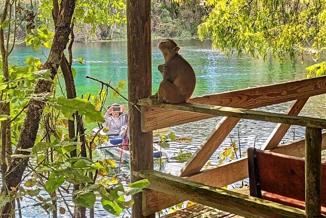 Silver Springs Jungle Kayaking and Paddleboarding - Key Points