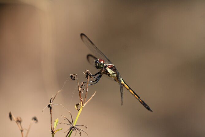 Silver Springs Manatee Kayak Tour - Meeting Point and Logistics