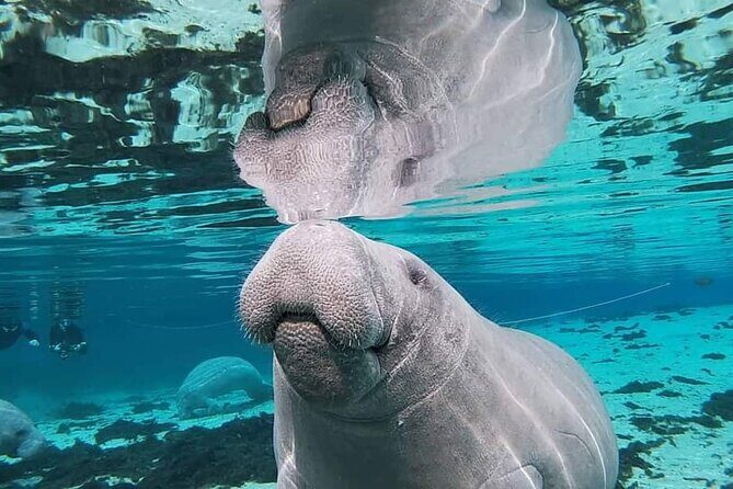 Silver Springs Manatee Kayak Tour - The Magic of Wildlife and Nature in Small Group Tours