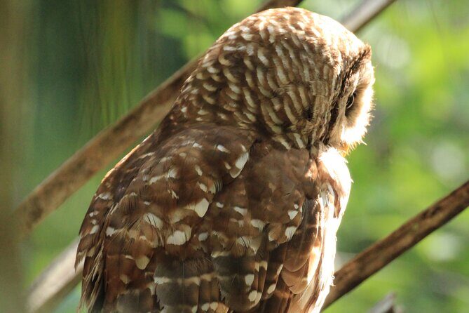 Silver Springs Manatee Kayak Tour - FAQs