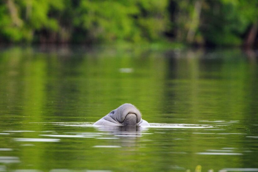 Silver Springs Manatee Kayaking Tour - Introduction: Why Silver Springs Stands Out