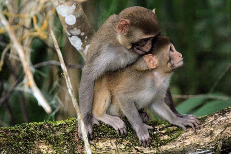Silver Springs Manatee Kayaking Tour - How It Compares to Similar Tours