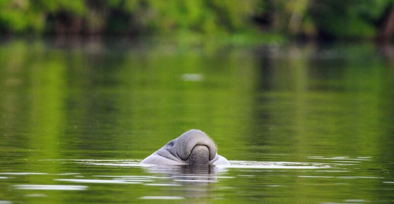 Silver Springs Manatee Kayaking Tour - Who Is This Tour Best For?