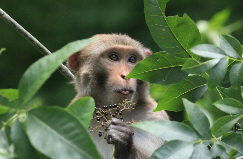 Silver Springs Manatee Kayaking Tour - Final Thoughts
