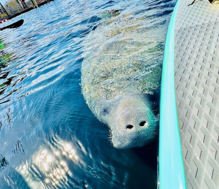 Silver Springs: Manatees and Monkeys Clear Kayak Guided Tour - A Well-Designed Adventure for Nature Enthusiasts
